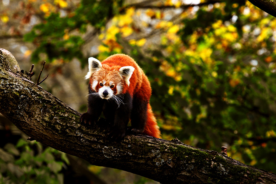 Satwa Liar yang Bisa Saja Lo Temui Saat Mendaki Gunung Everest | SUPERLIVE